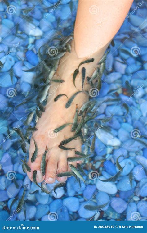 Fish Therapy Stock Image Image Of Carrying Human Concept 20038019