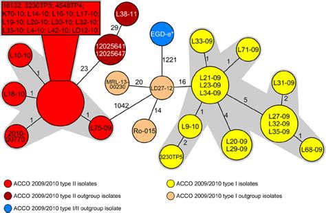 Minimum Spanning Tree Illustrating The Phylogenetic Relationship Based Download Scientific