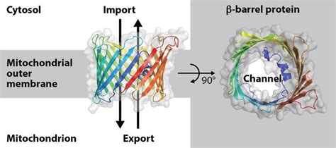 Insertion Of Beta Barrel Proteins 2018 Wiley Analytical Science