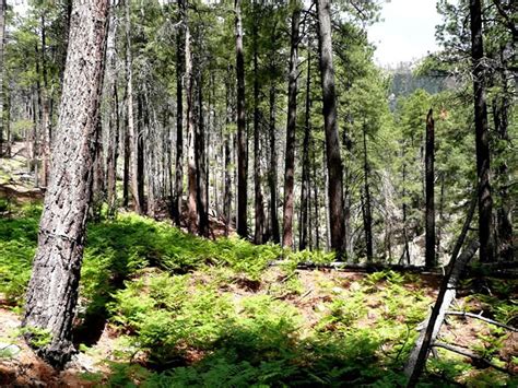 Pine Forests
