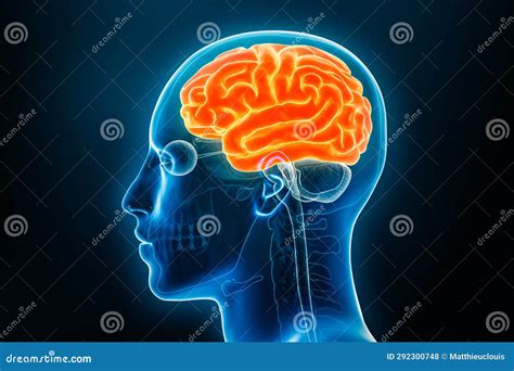 Cerebral Cortex Occipital Lobe In Red Color Profile View Isolated On White Background 3d