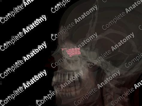 Ethmoidal Cells Complete Anatomy