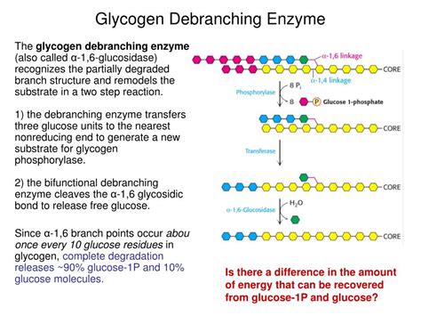 Glycogenolysis Debranching Enzyme
