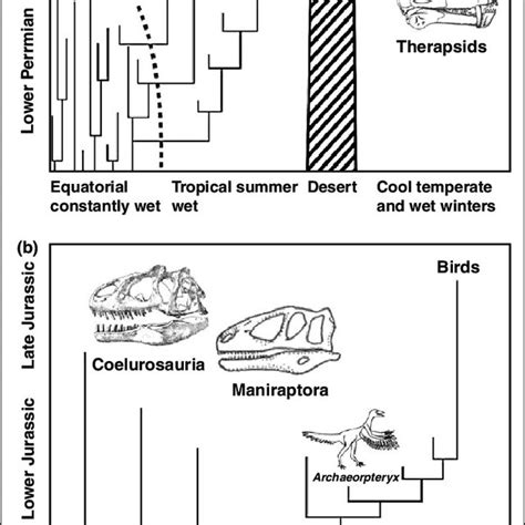 A Schematic Diagram Depicting The Evolution Of Therapsids A And