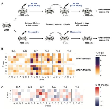 Activation Of The Hif 1 Signaling Pathway Leads To A High Proportion Of