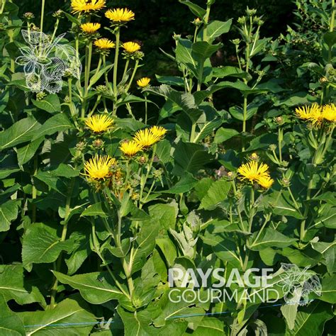 Grande Aunée Inula Helenium Paysage Gourmand