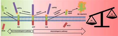 Non Amyloidogenic And Amyloidogenic Pathways In Ad Neurons In The