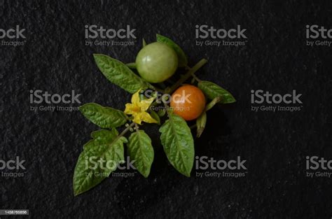 태양 황금 방울 토마토 하나는 귤 오렌지이고 하나는 설 익은 녹색 토마토입니다 토마토 잎과 토마토의 노란색 꽃 스튜디오 촬영 검은 배경입니다 인도 0명에 대한 스톡 사진 및