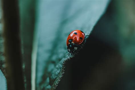 Ladybug Bug Nature Free Photo On Pixabay