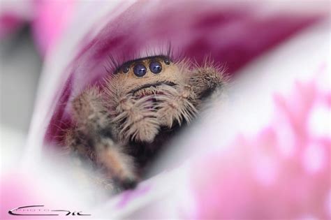 Pin By Amy Health On Jumping Spider Fuzzy Button Spiders Fun Phidious