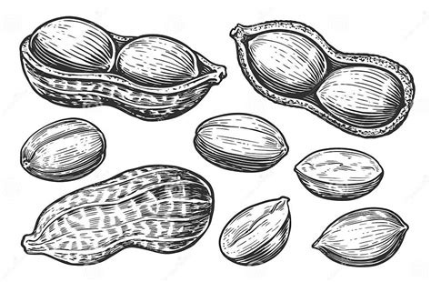 Peanut Sketch Set Food Nuts Isolated Hand Drawn Illustration Stock Illustration Illustration