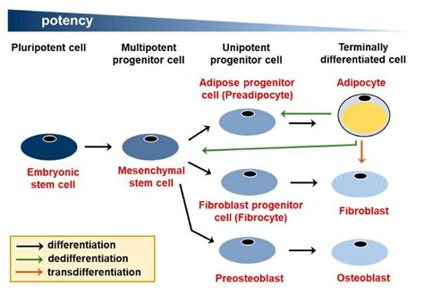 Differentiation Dedifferentiation And Transdifferentation Indicated Download Scientific