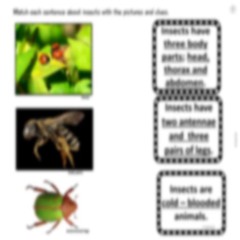 Insects In Google Slides Classful