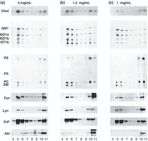 Lipid And Protein Distribution In Sucrose Gradient Fractions Obtained