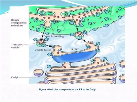 Protein Sorting And Targeting Ppt Protein Sorting And Targeting Ppt