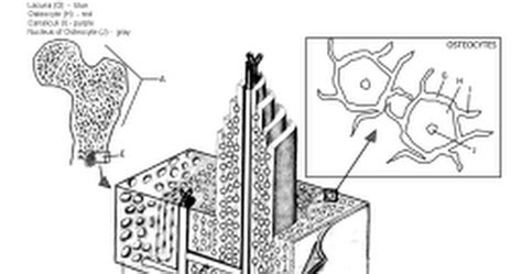 Microanatomy Of A Bone Diagram Quizlet