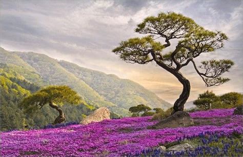 Zen Zen Zen Page 4 Beautiful Nature Nature Gardens Of The World