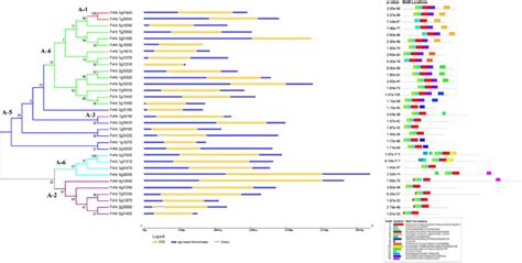 Phylogenetic Relationships Exon Intron Structures And Conserved Download Scientific Diagram