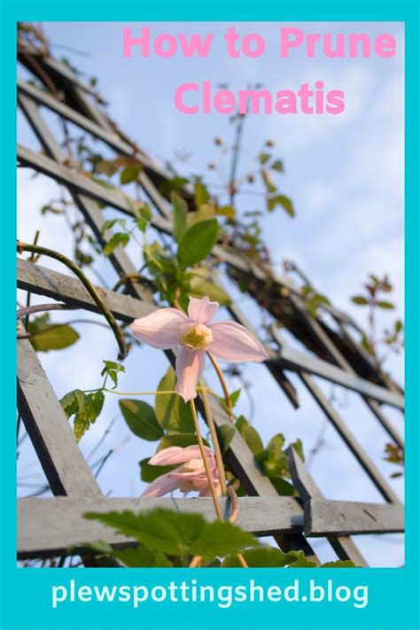 How To Prune Clematis