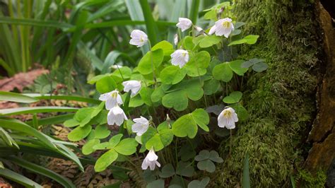 Wood Sorrel Oxalis Acetosella Woodland Trust