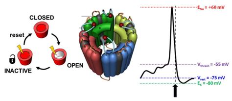 Psych 115 Lecture Quizzes Flashcards Quizlet