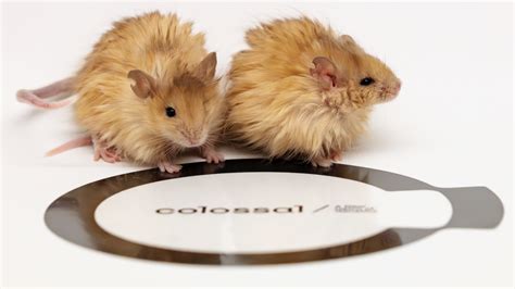 “wooly Mice” A Test Run For Mammoth Gene Editing Ars Technica