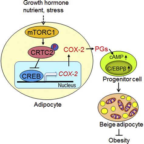 Adipose Mtorc1 Suppresses Prostaglandin Signaling And Beige
