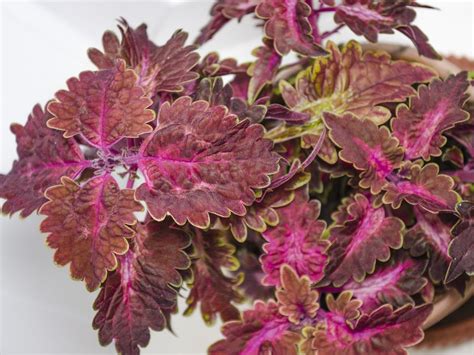 Як правильно доглядати за колеусом взимку щоб рослина виглядала гарно