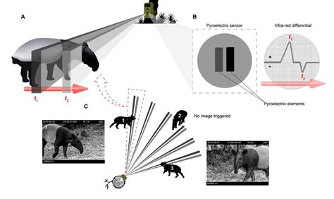 How A Passive Infrared Sensor Works The Detection Zone Of The Modern Download Scientific