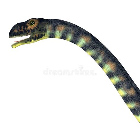 Massospondylus Dinosaur Stock Illustration Illustration Of Isolated