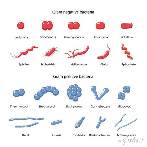 Big Set Of Gram Negative And Gram Positive Bacteria Cocci Vibrio