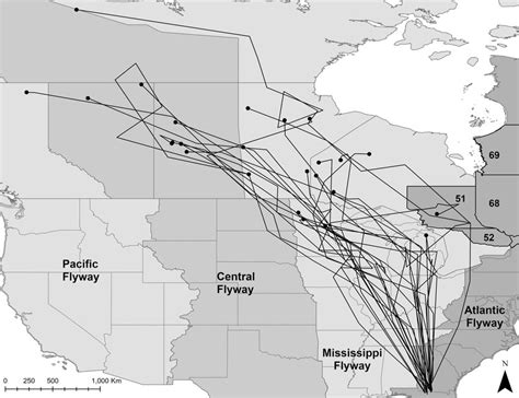 Spring Migration Paths Of Female Ring Necked Ducks Aythya Collaris Download Scientific