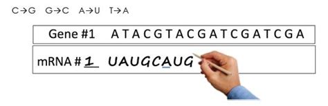 Decoding Dna Worksheet Answers Chart Sheet Gallery