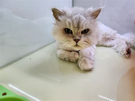 페르시안 도도 폼스키크기 폼치크기 폼피츠크기 푸숑크기 노르웨이숲크기 데본렉스크기 뱅갈크기 샴크기 셀커크렉스크기 스핑크스크기 아메리칸숏헤어크기 아메리칸컬크기 아비시니안크기