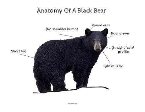 Black Bear Anatomy Shot Placement