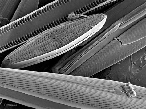 Art Andrew Paul Leonard Apl Microscopic
