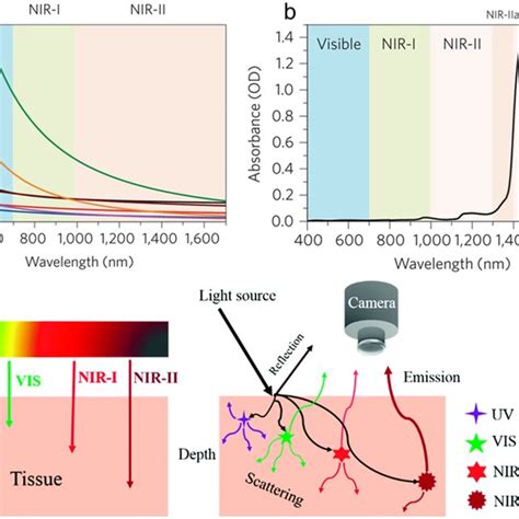 A Chemical Structure Of Pda B Absorption And Pl Spectra Of Pda Peg Download Scientific