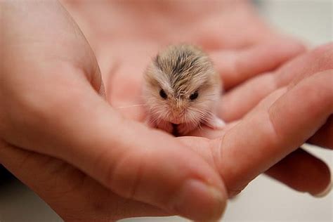 X Px P Free Download Teeny Tiny Minute Small Teeny Tiny Hd Wallpaper Pxfuel