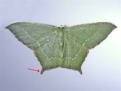 北茨城周辺の生き物 シャクガ科