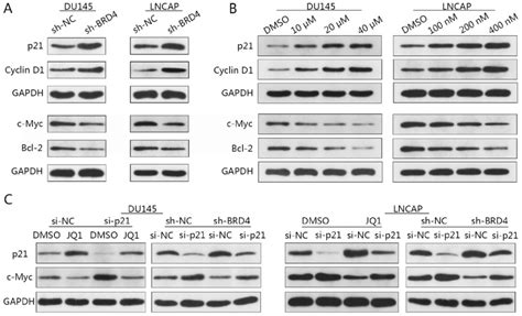 Reduction Of C Myc Expression Via Brd4 Inhibition Involves P21 A Download Scientific Diagram
