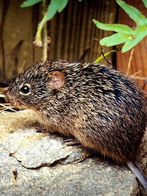 Ecosystem In Peril Burmese Pythons Decimate Native Wildlife Fuel Rat Invasion Karmactive