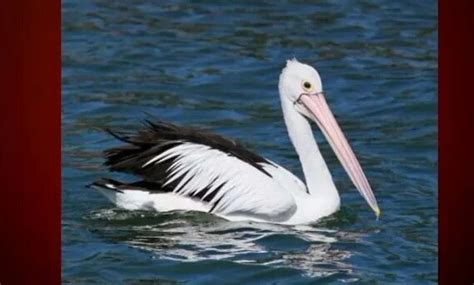 ТОП—3 птицы с самым большим клювом Смотреть онлайн в поиске Яндекса по Видео