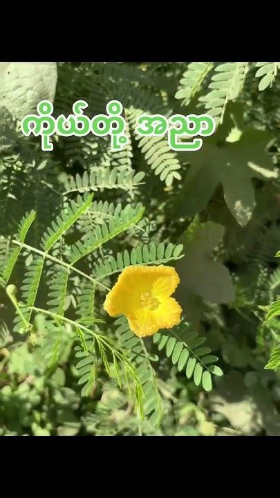 အညာသူတင် လှတာမဟုတ် အညာရဲ့ ရှုခင်ကလည်း ညှို့ဓာတ်အပြည့်နဲ့ 🤨 Youtube