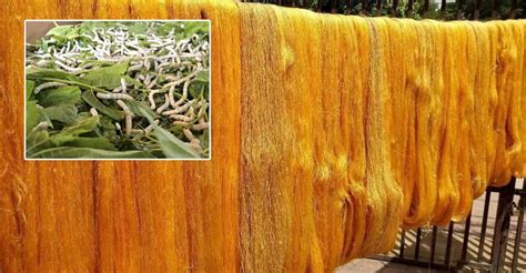 P6e3szs5zyrhnpanw6v2 