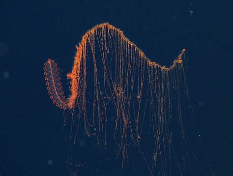 Red Siphonophore Mbari