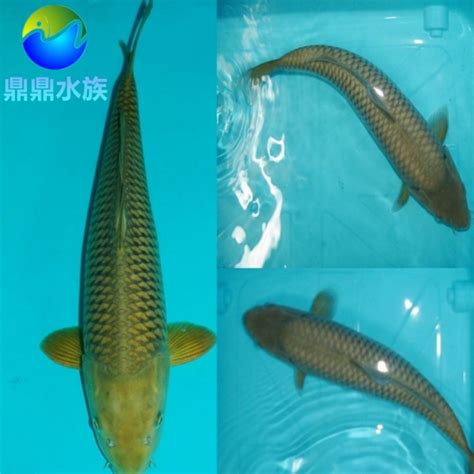 绿茶锦鲤 金松叶锦鲤 伤感说说吧