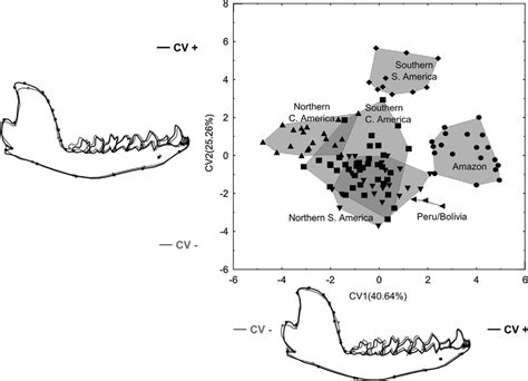 Canonical Variates Analysis On Shape Variables Of The Mandible Of