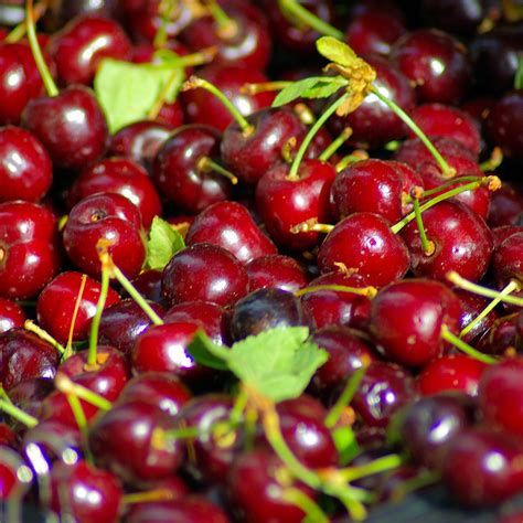 Cherries And Nutrition The Latest Research