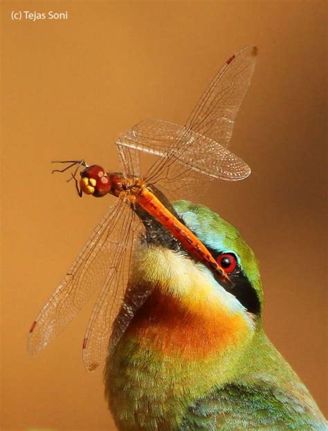 Blue Tailed Bee Eater By Tejas Soni Bee Eater Bee Bird
