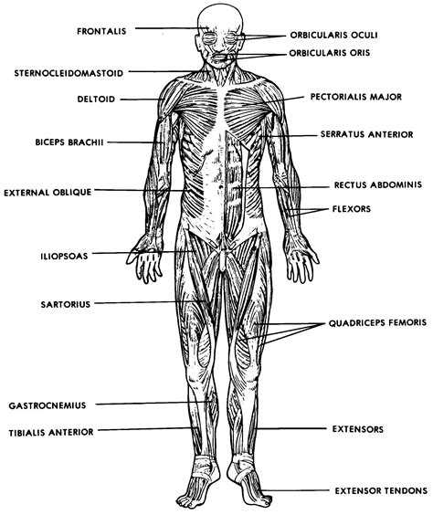 Labeling The Muscular System